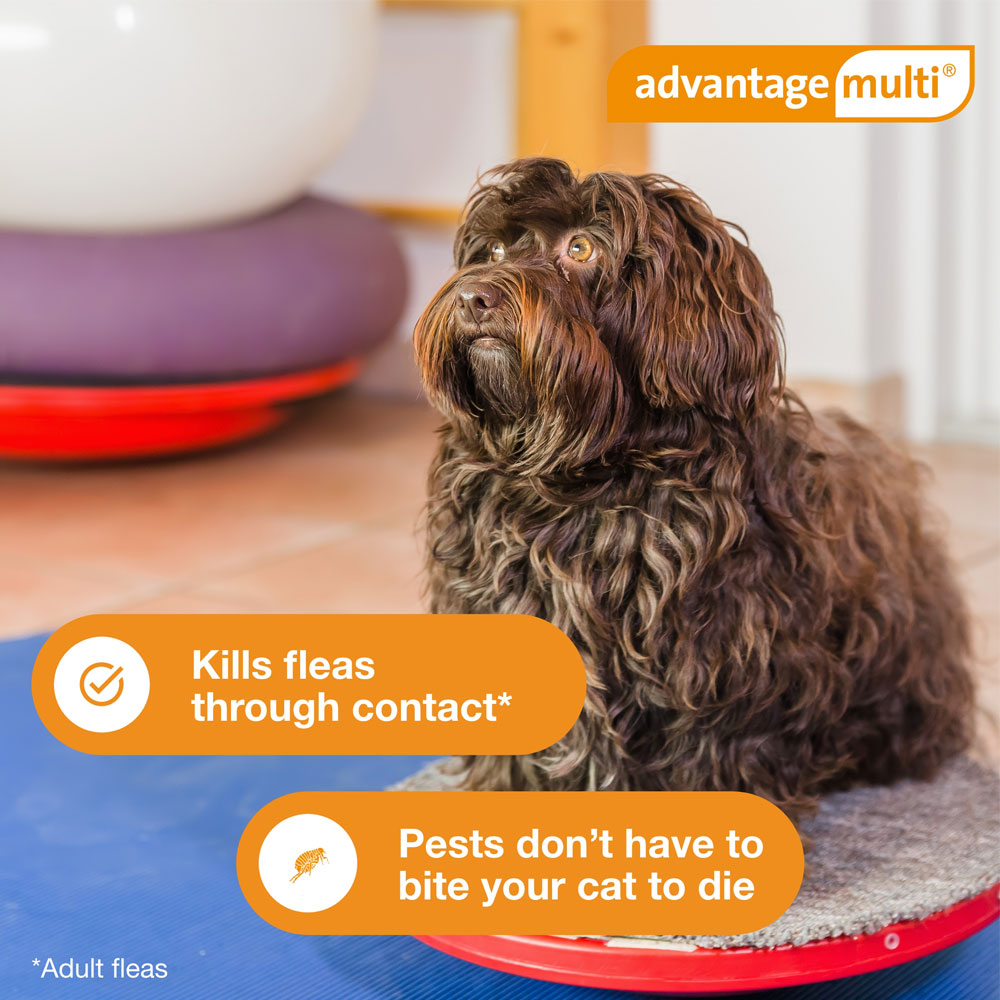 Advantage Multi for Dogs 3-9 lbs (6 Months) | On Sale | EP Rx