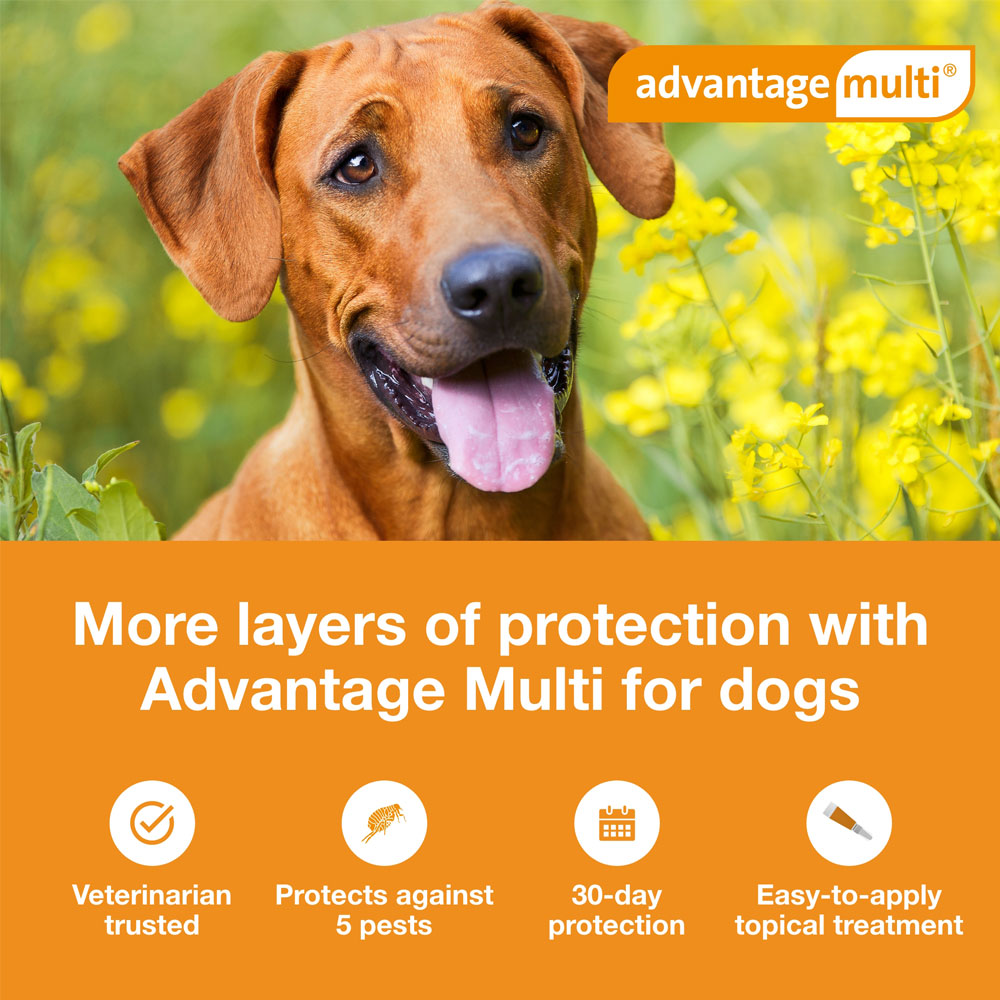 Advantage Multi for Dogs 55.1-88 lbs.|6-in-1 Heartworm Prevention|Kills ...