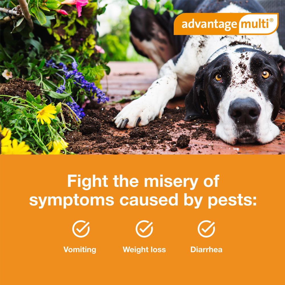 Advantage Multi for Dogs 55.1-88 lbs.|6-in-1 Heartworm Prevention|Kills ...
