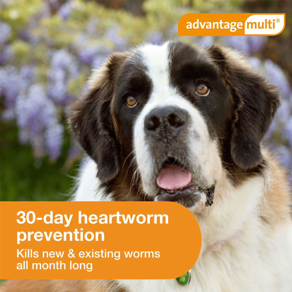 Advantage Multi for Dogs 55.1-88 lbs.|6-in-1 Heartworm Prevention|Kills ...