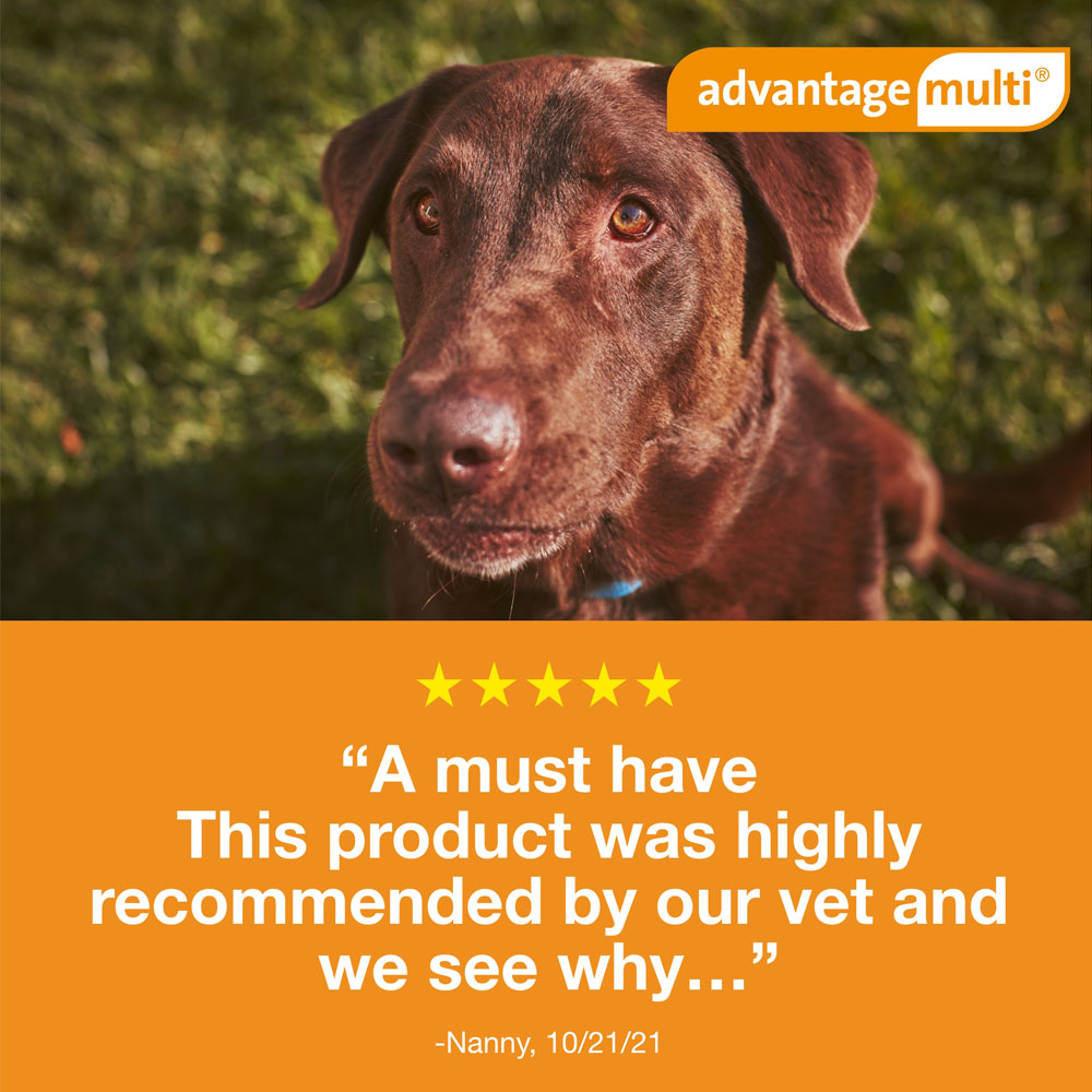 Advantage Multi for Dogs 55.1-88 lbs.|6-in-1 Heartworm Prevention|Kills ...