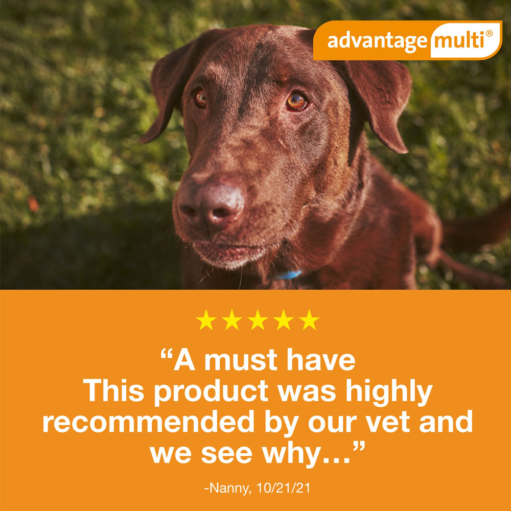 Advantage Multi for Dogs 88.1-110 lbs.|6-in-1 Heartworm Prevention ...