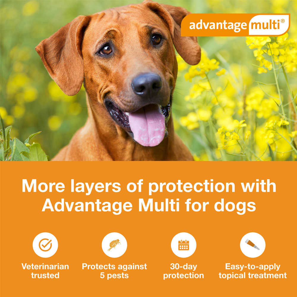 Advantage Multi for Dogs 88.1-110 lbs (6 Months) | EP Rx
