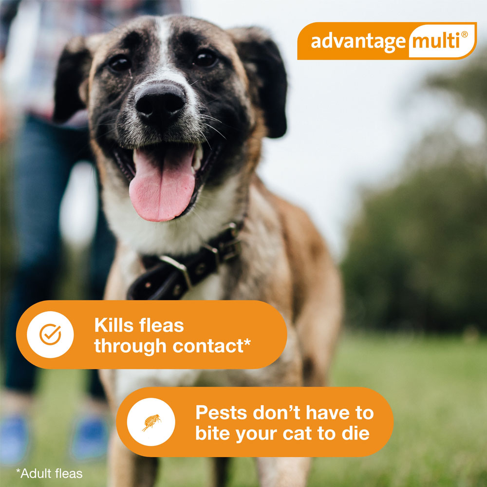 Advantage Multi for Dogs 88.1-110 lbs (6 Months) | EP Rx