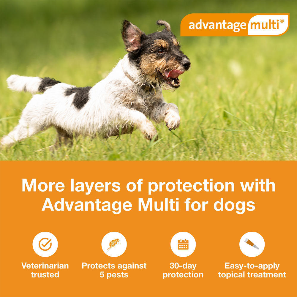 Advantage Multi for Dogs 9.1-20 lbs.|6-in-1 Heartworm Prevention|Kills ...