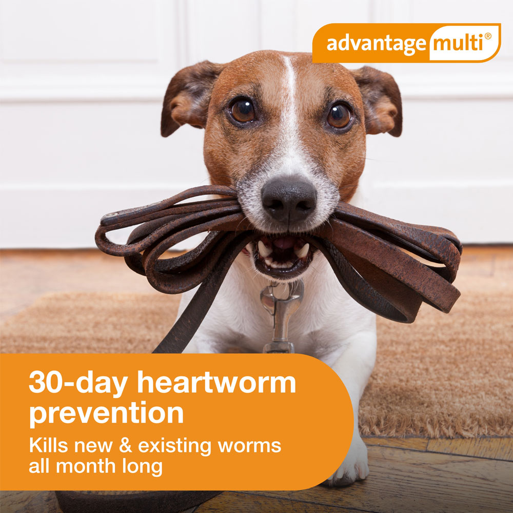Advantage Multi for Dogs 9.1-20 lbs.|6-in-1 Heartworm Prevention|Kills ...