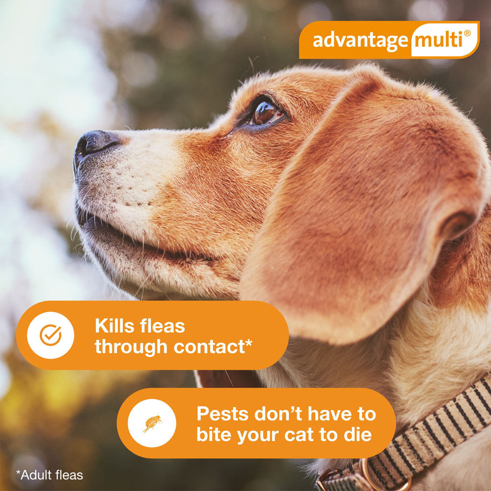 Advantage Multi for Dogs 9.1-20 lbs.|6-in-1 Heartworm Prevention|Kills ...