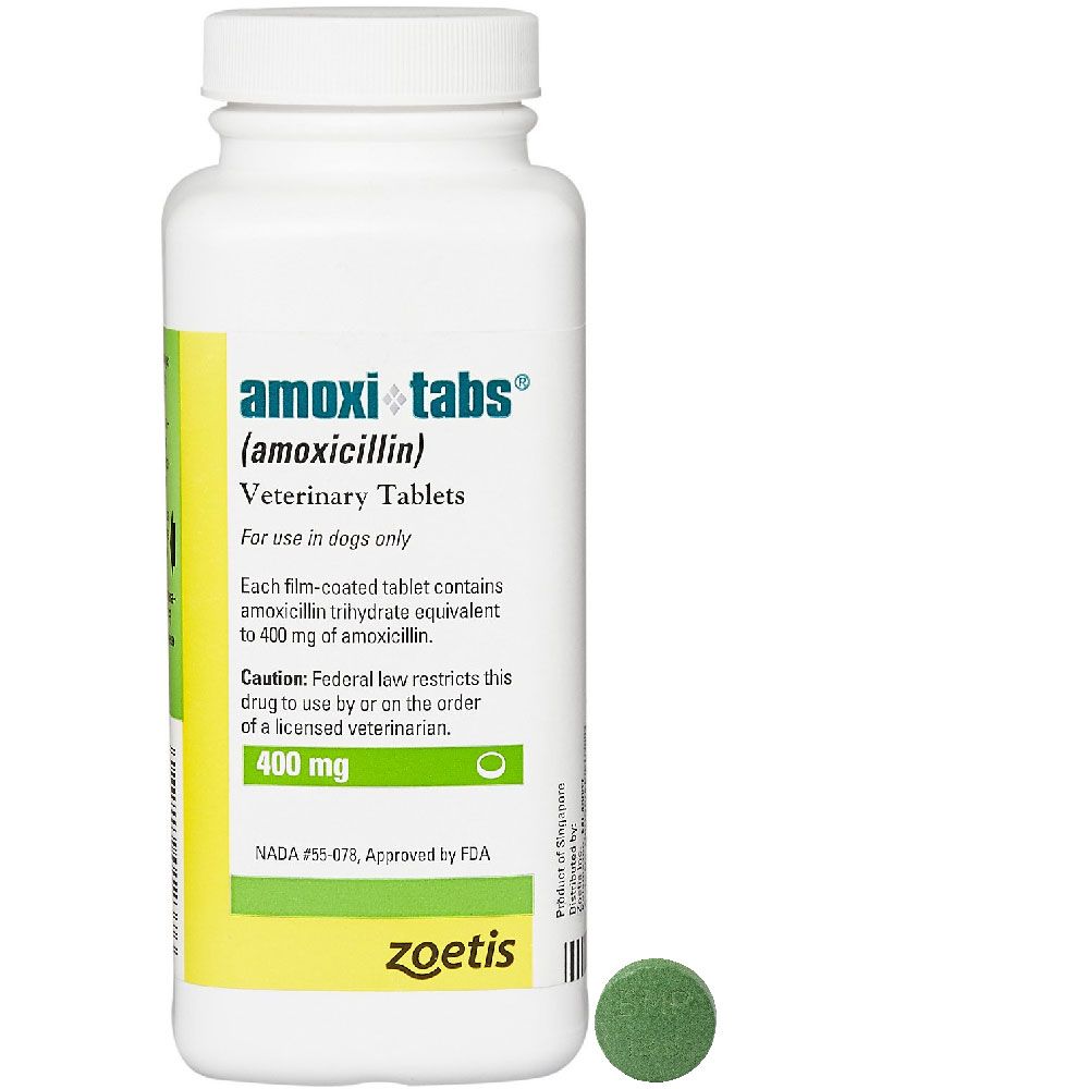Can Amoxitab Prescribed For Dogs Be Given To Cats