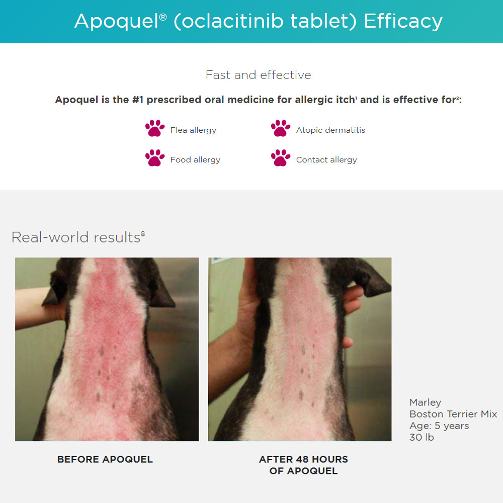 Apoquel 16 mg,1 Tablet | Save Today | EntirelyPets Rx