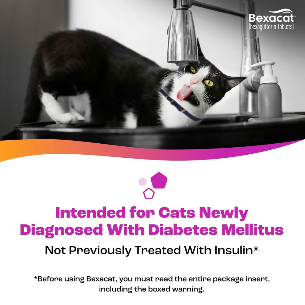 Bexacat for Cats - Bexagliflozin - 15-mg (30 tablets) - [Diabetes] | On ...