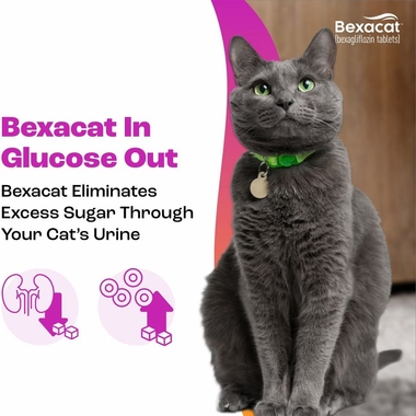 Bexacat for Cats - Bexagliflozin - 15-mg (90 tablets) - [Diabetes] | On ...