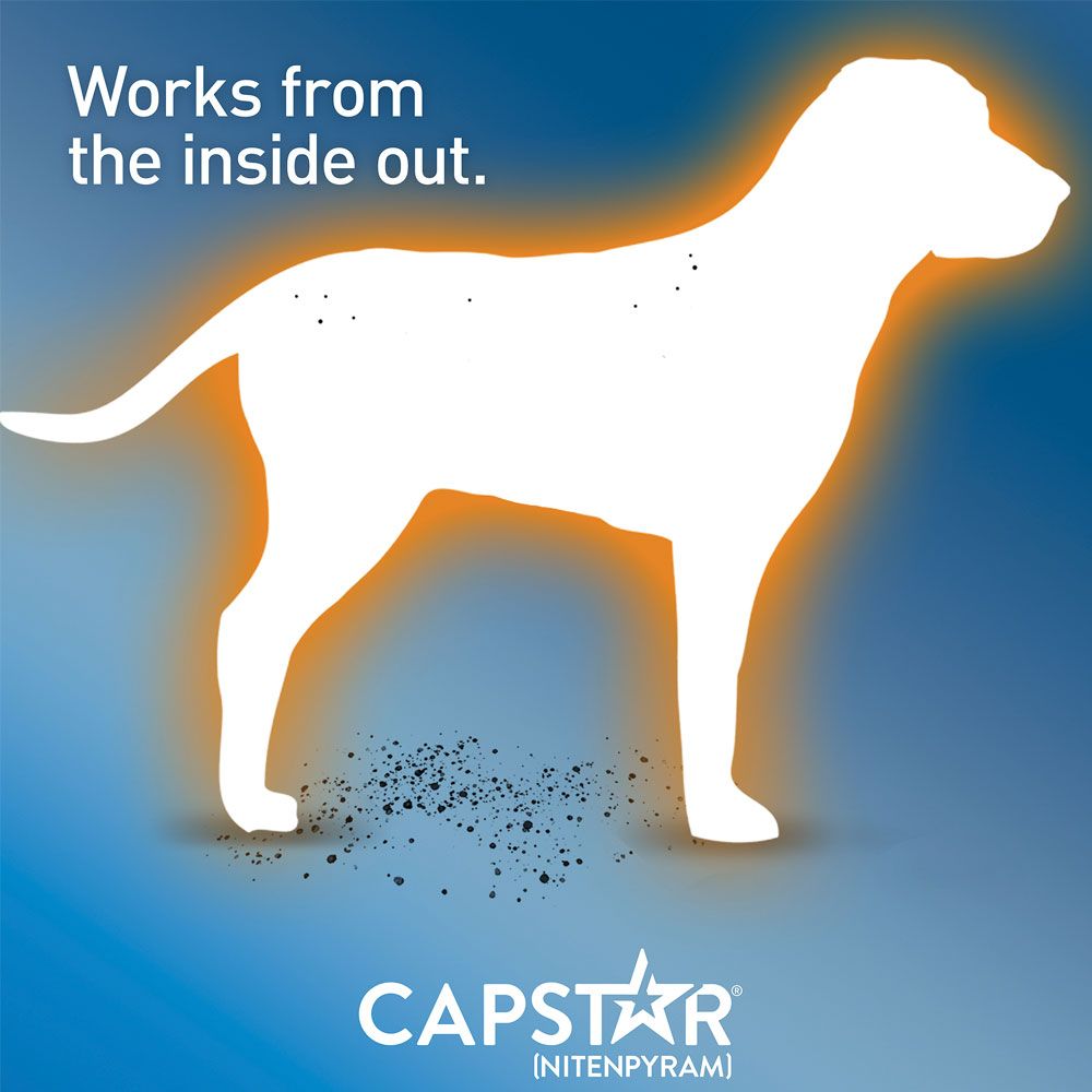 Capstar Flea Control for Dogs Over 25 lbs (6 Tablets) | On Sale ...