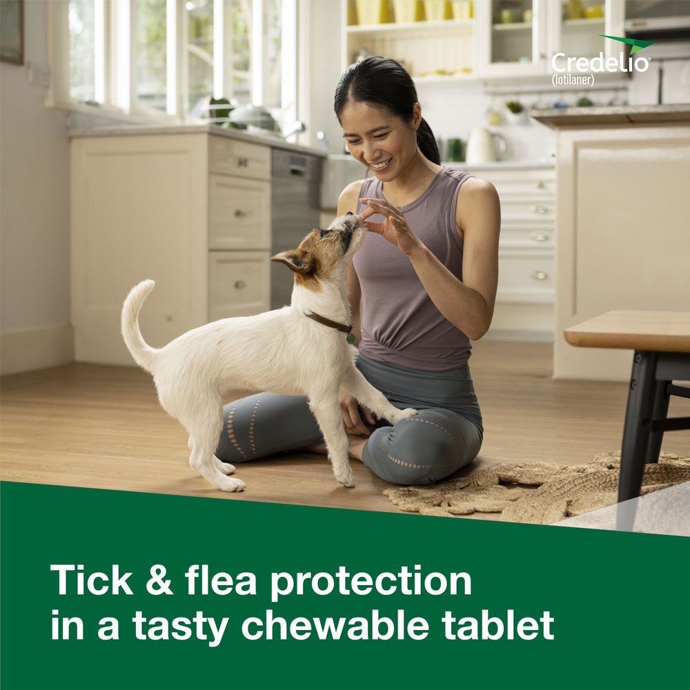 Credelio for Dogs & Puppies 4.4-6 lbs.|Tick & Flea Infestation ...