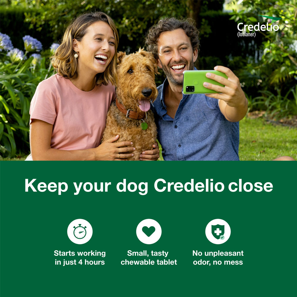 Credelio for Dogs 12.1-25 lbs.|Tick & Flea Infestation Prevention and ...