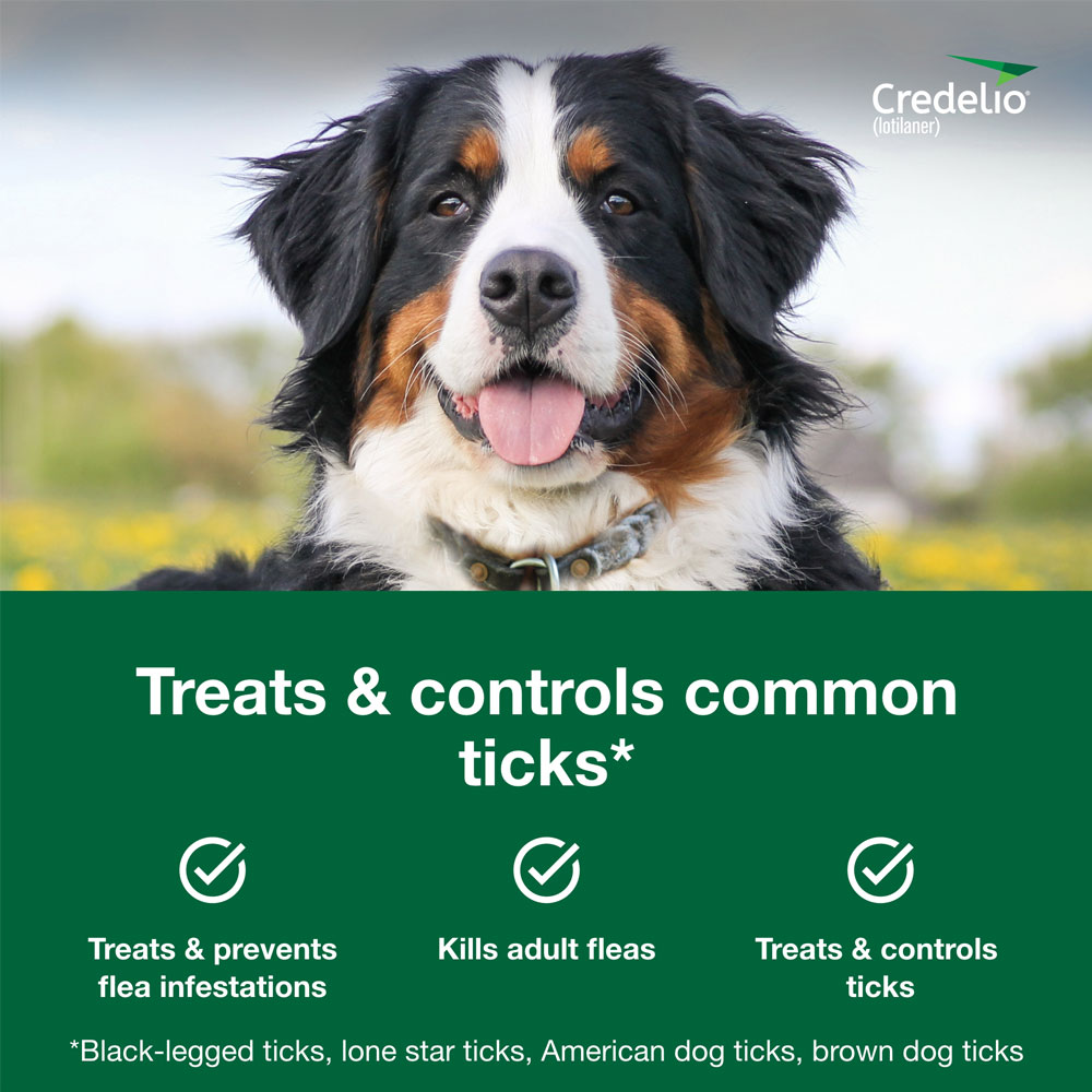 Credelio for Dogs 25.1-50 lbs.|Tick & Flea Infestation Prevention and ...