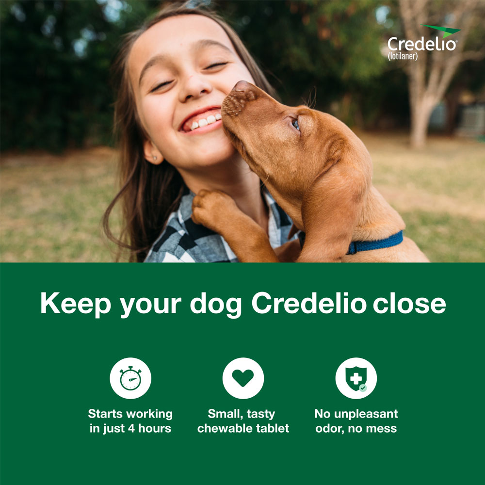 Credelio for Dogs & Puppies 4.4-6 lbs.|Tick & Flea Infestation ...