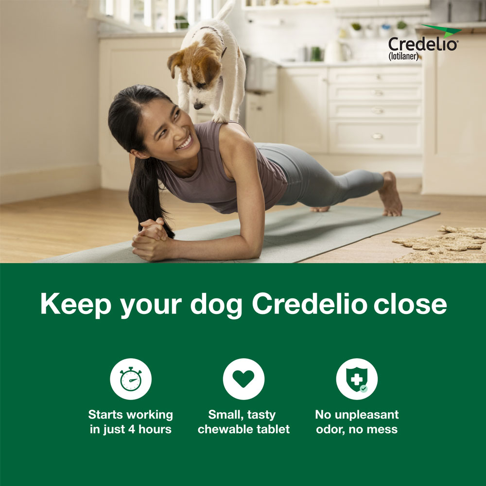 Credelio for Dogs 6.1-12 lbs.|Tick & Flea Infestation Prevention and ...