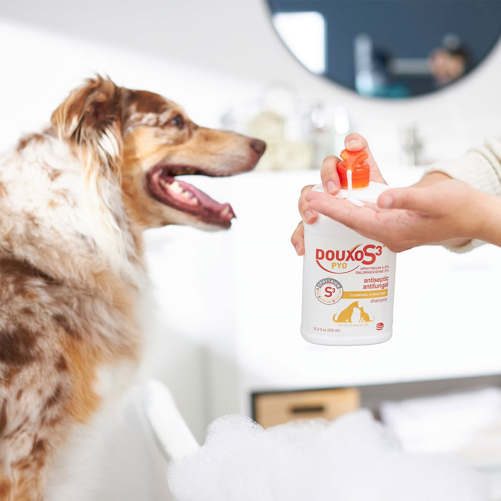 Douxo S3 PYO Antiseptic Antifungal Dog & Cat Shampoo (16.9 oz) | On ...