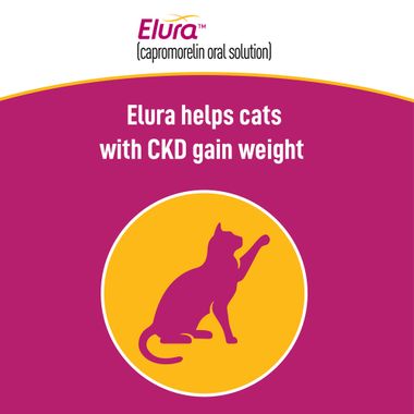 Elura (capromorelin oral solution) 20 mg/ml (15 ml) for Cats | On Sale | EntirelyPets Rx