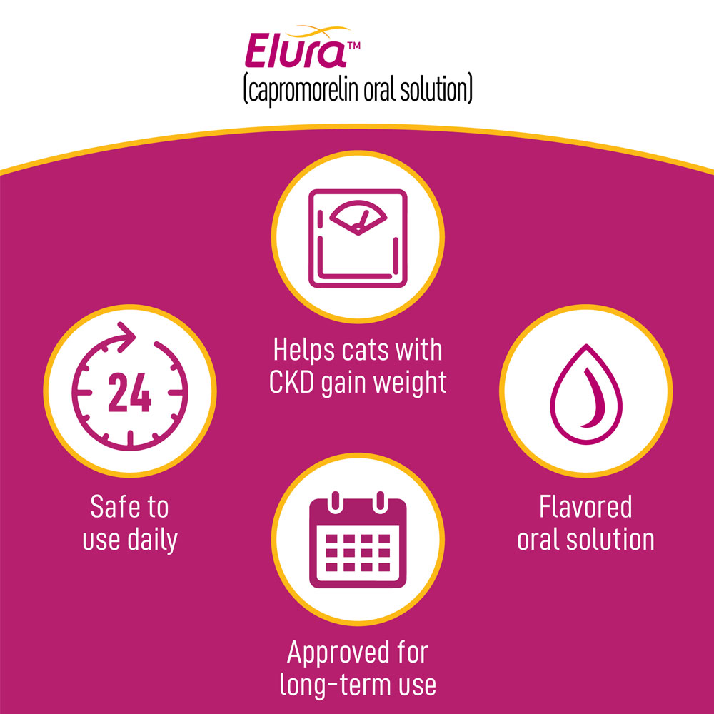 Elura (capromorelin oral solution) 20 mg/ml (15 ml) for Cats | On Sale | EntirelyPets Rx