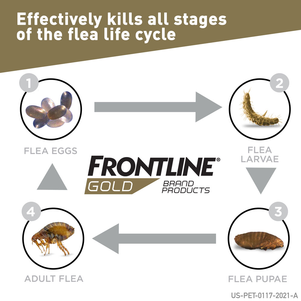 Frontline Gold for Cats, 3 Month | On Sale | EntirelyPets Rx