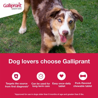 Galliprant Tablets for Dogs 20 mg (30 Count) | On Sale | EP Rx