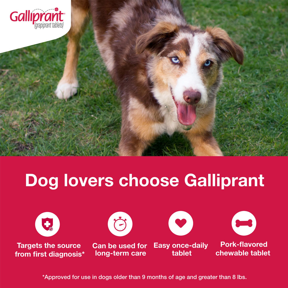 Galliprant Tablets for Dogs 20 mg (30 Count) | On Sale | EP Rx