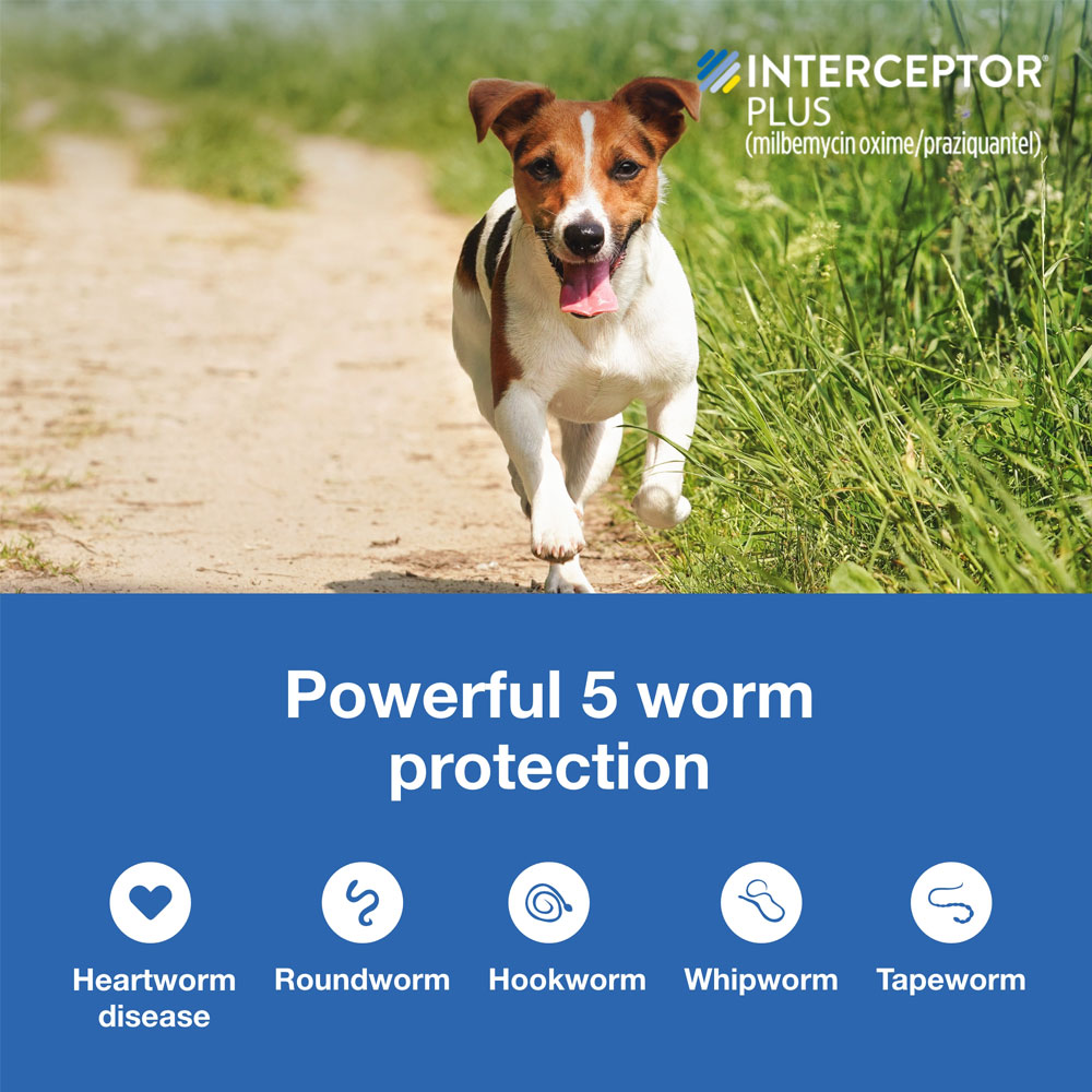 Interceptor Plus for Dogs 2-8 lbs Orange (1 Chew) | On Sale | EP Rx