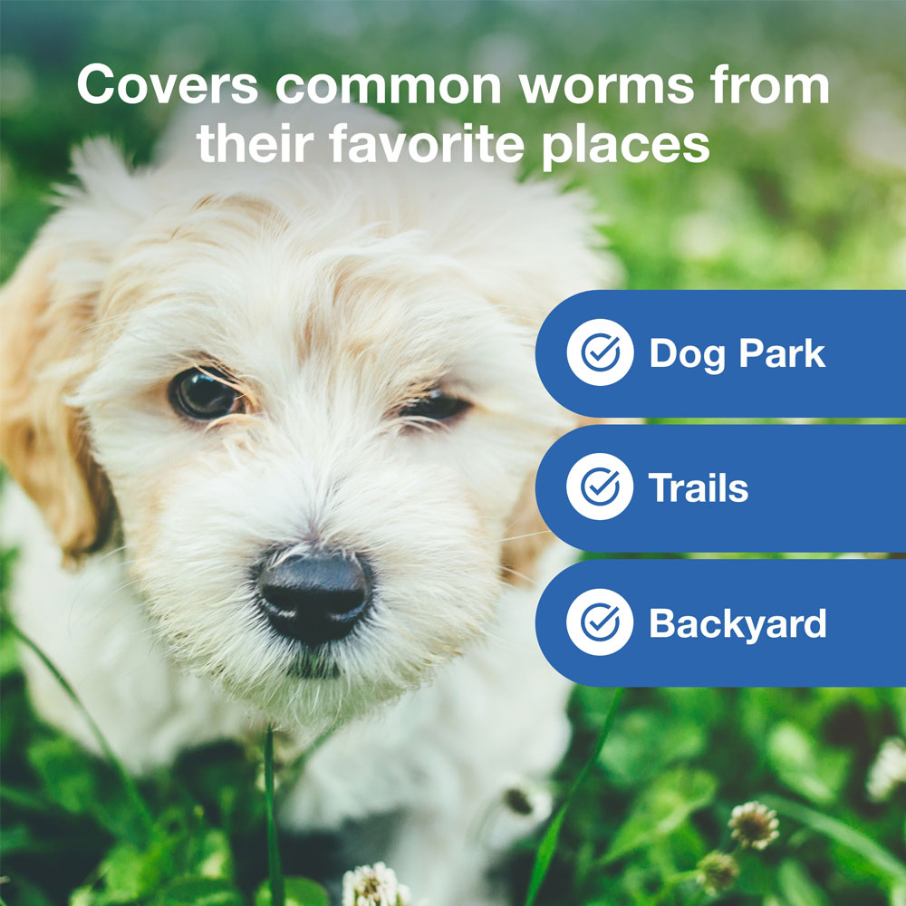 Interceptor Plus for Dogs 2-8 lbs Orange (1 Chew) | On Sale | EP Rx