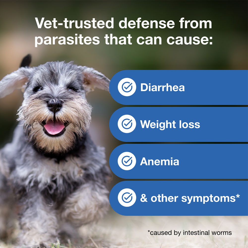 Interceptor Plus for Dogs 2-8 lbs Orange (6 Chews) | On Sale | EP Rx