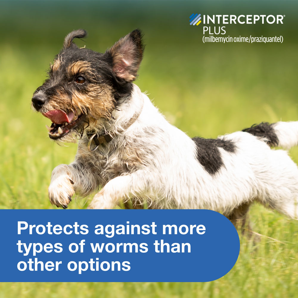 Interceptor Plus for Dogs 2-8 lbs Orange (6 Chews) | On Sale | EP Rx