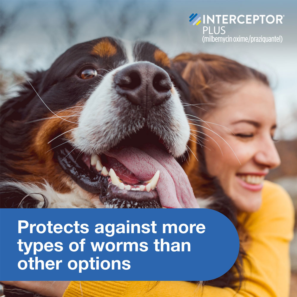 Interceptor Plus for Dogs 50.1-100 lbs Blue (1 Chew) | EntirelyPets ...