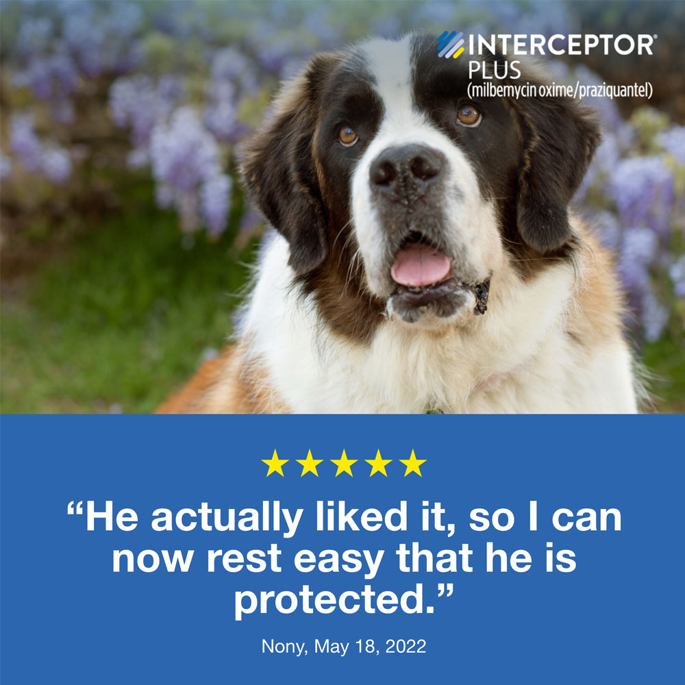 Interceptor Plus for Dogs 50.1-100 lbs Blue (12 Chews) | EntirelyPets ...