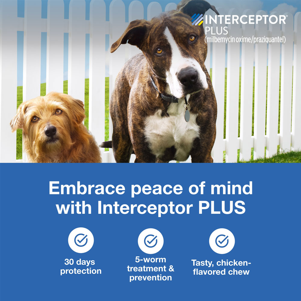 Interceptor Plus for Dogs 50.1-100 lbs Blue (6 Chews) | EntirelyPets ...