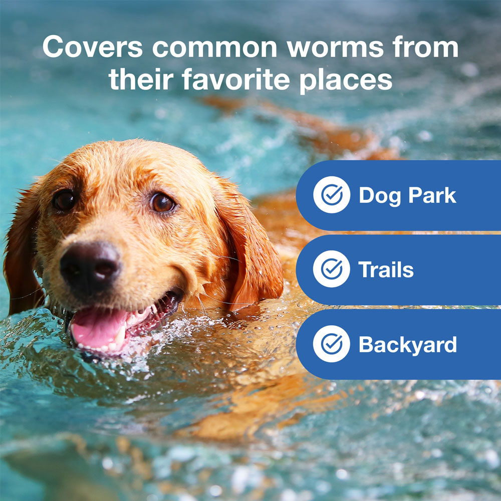 Interceptor Plus for Dogs 50.1-100 lbs Blue (6 Chews) | EntirelyPets ...