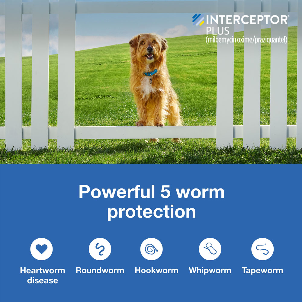 Interceptor Plus for Dogs 8.1-25 lbs Green, 1 Chew | EntirelyPets Rx