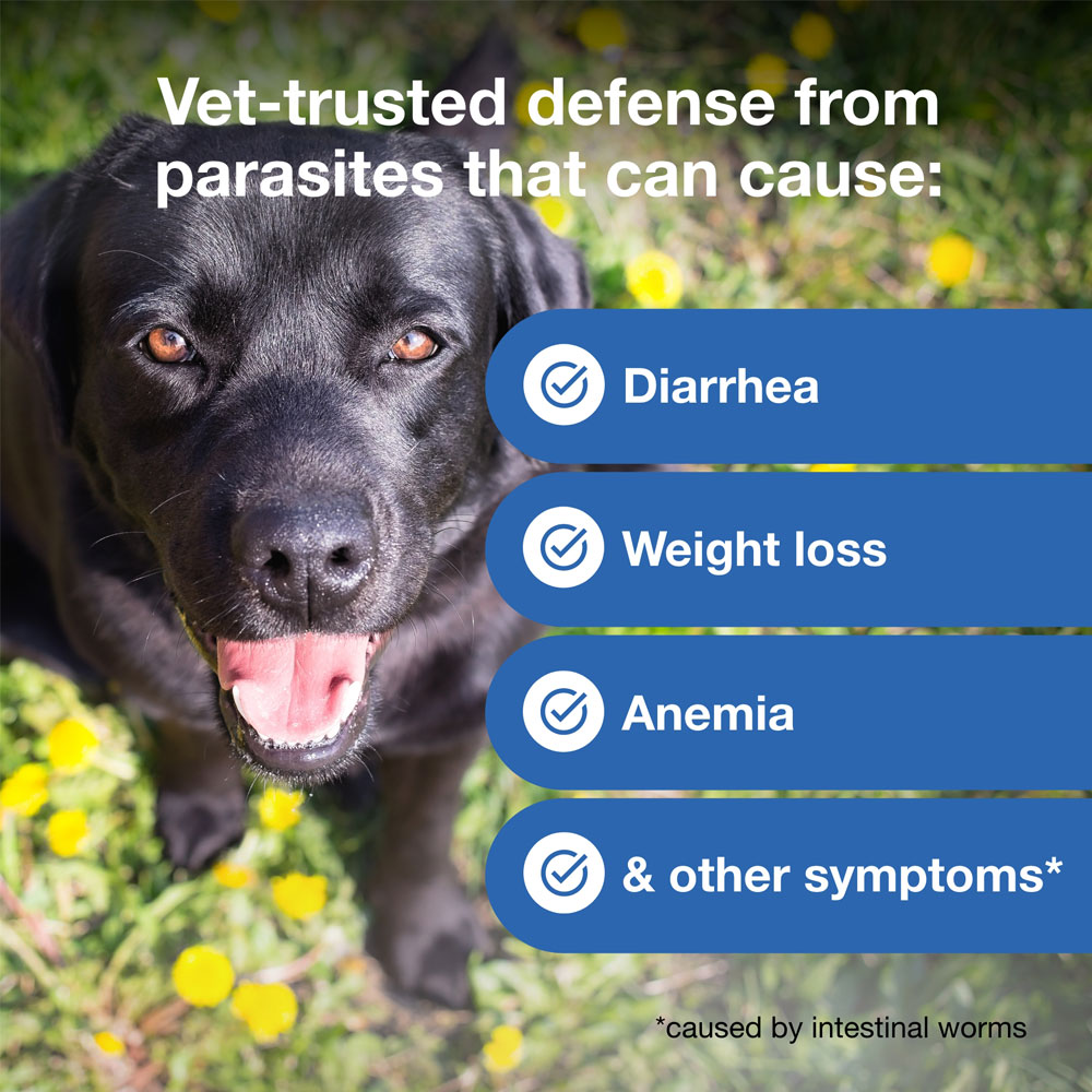 Interceptor Plus Green, 12 Chews | On Sale | EntirelyPets Rx