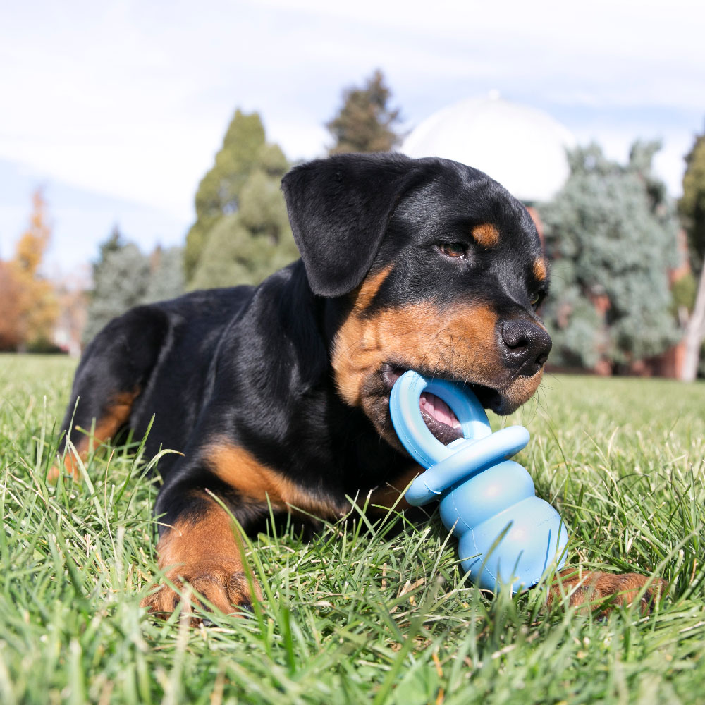 KONG Binkie Assorted - Small | On Sale | EntirelyPets Rx