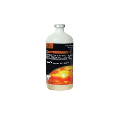 Merck Vision 7 Somnus with Spur Cattle Vaccine, 500mL | On Sale ...