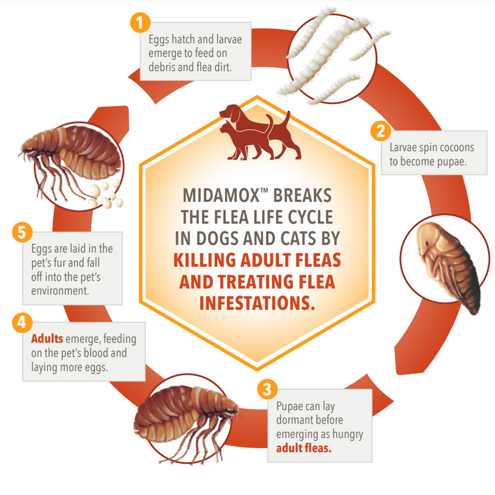 Midamox for Dogs 3 to 9 Pounds, Yellow Label (12 Dose) | On Sale ...