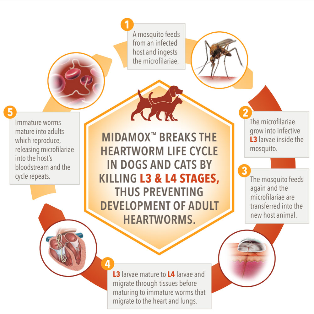 Midamox for Dogs 3 to 9 Pounds, Yellow Label (12 Dose) | On Sale ...