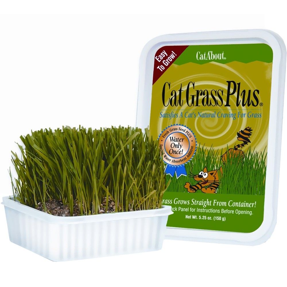 Miracle Care Cat A'bout Cat Grass Plus Tub (150 grams) | On Sale ...