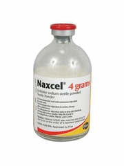 Naxcel | On Sale | EntirelyPets Rx