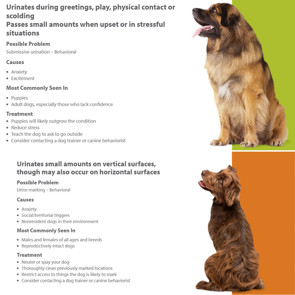 Proin ER for Dogs - phenylpropanolamine hydrochloride - 145mg (30 ...