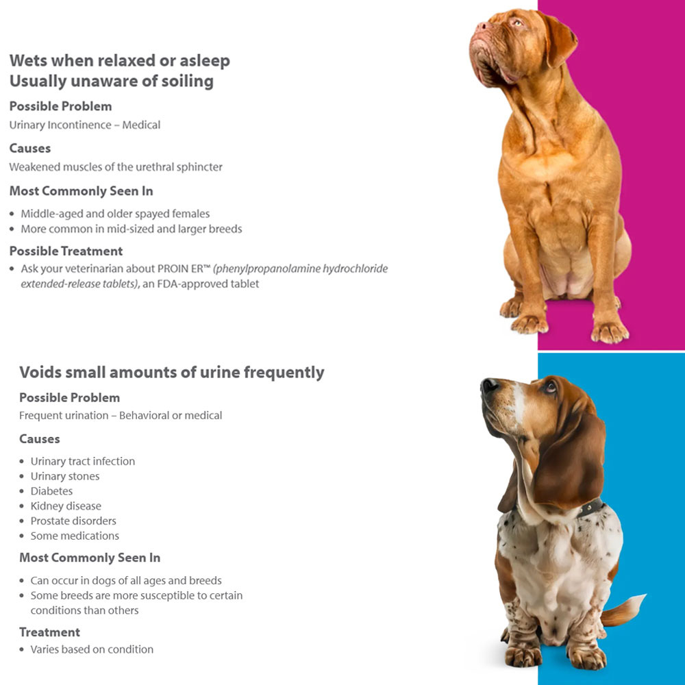 Proin ER for Dogs - phenylpropanolamine hydrochloride - 145mg (30 ...