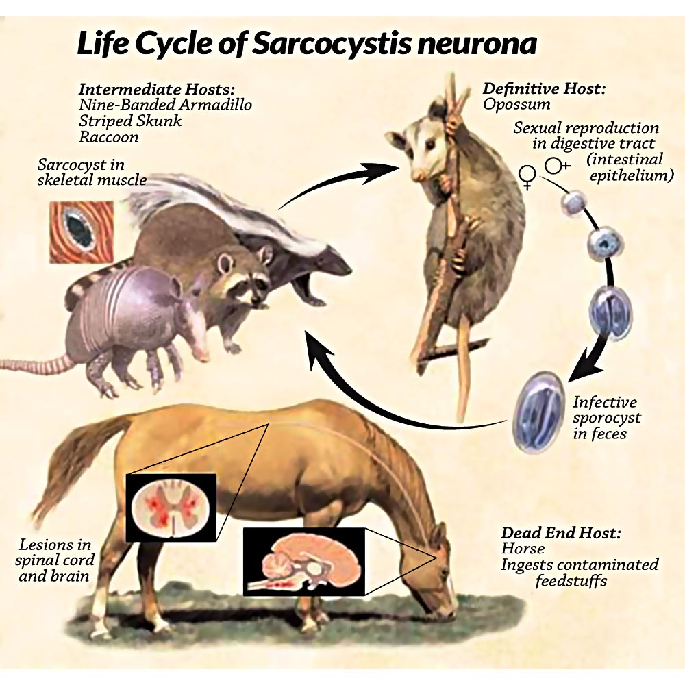 Protazil Pellets for Horses | Free Shipping | EntirelyPets Rx
