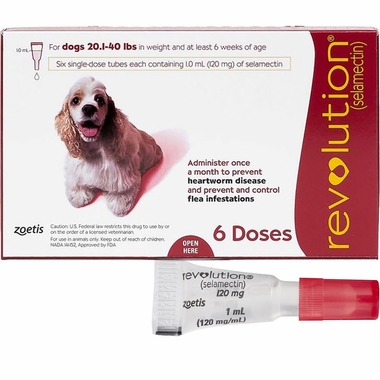 What Meds Does My Dog Need Monthly