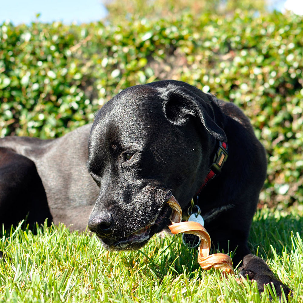 Spizzles Jumbo Spizzle Twists (8-11") Each | On Sale | EntirelyPets Rx