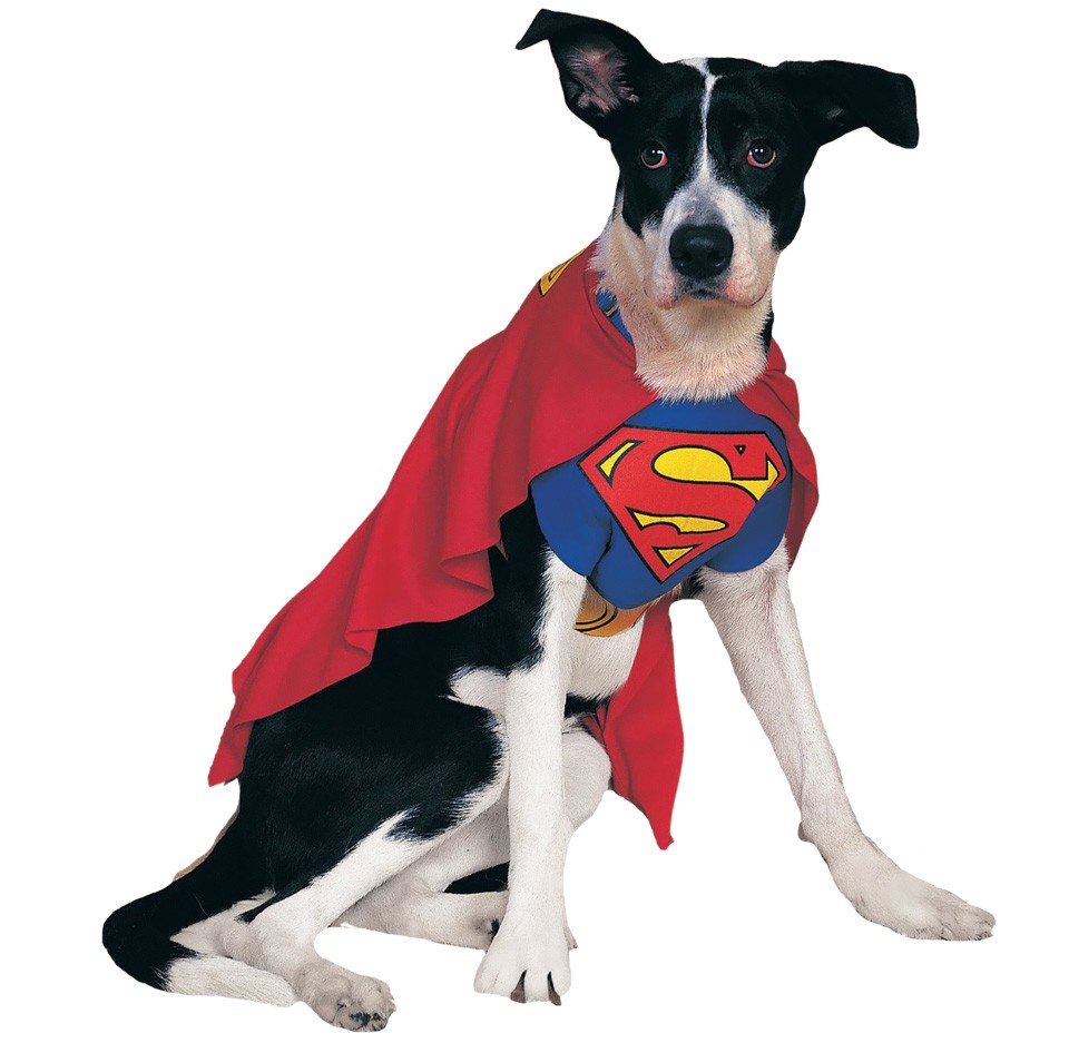 Superman Dog Costume - Medium | On Sale | EntirelyPets Rx