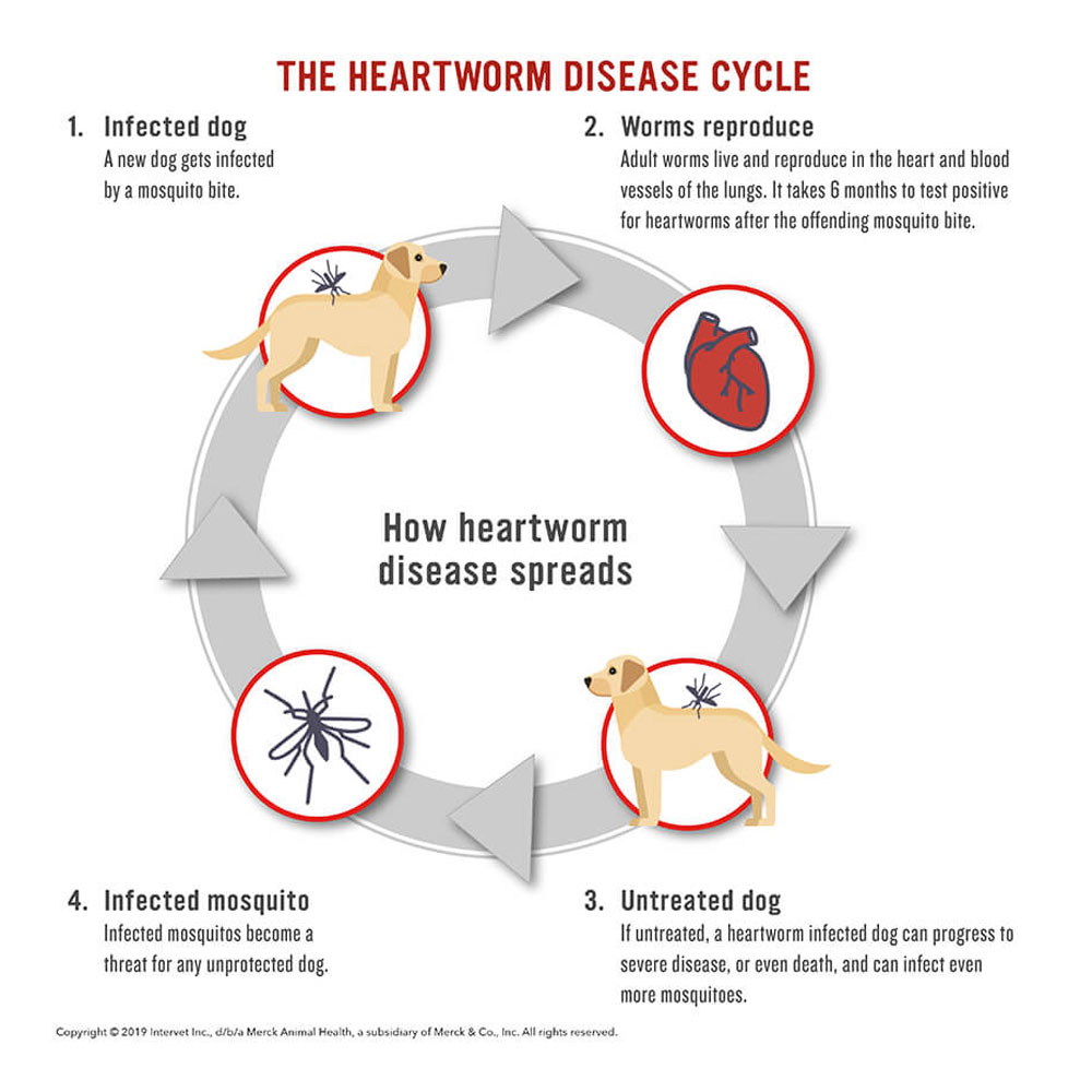 Tri-Heart Plus for Dogs - ivermectin|pyrantel - up to 25 lbs (6 ...